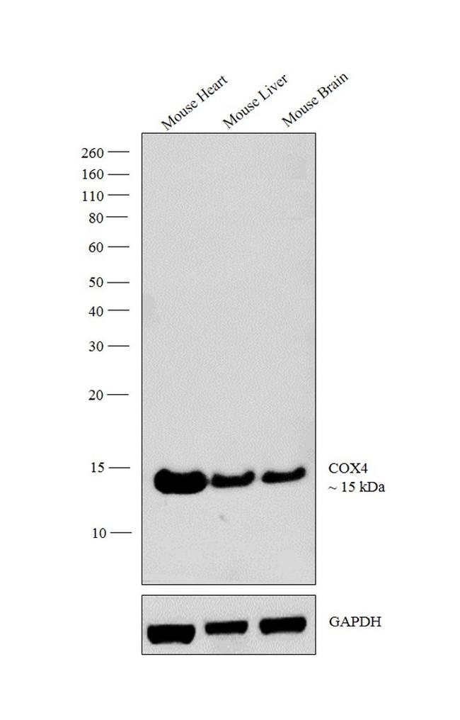 COX4 Antibody (PA1-46154)