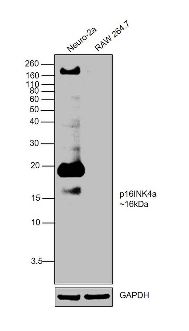 p16INK4a Antibody (PA1-46220)