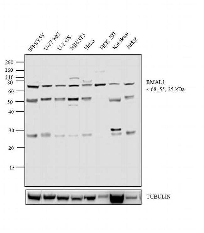 BMAL1 Antibody (PA1-523)