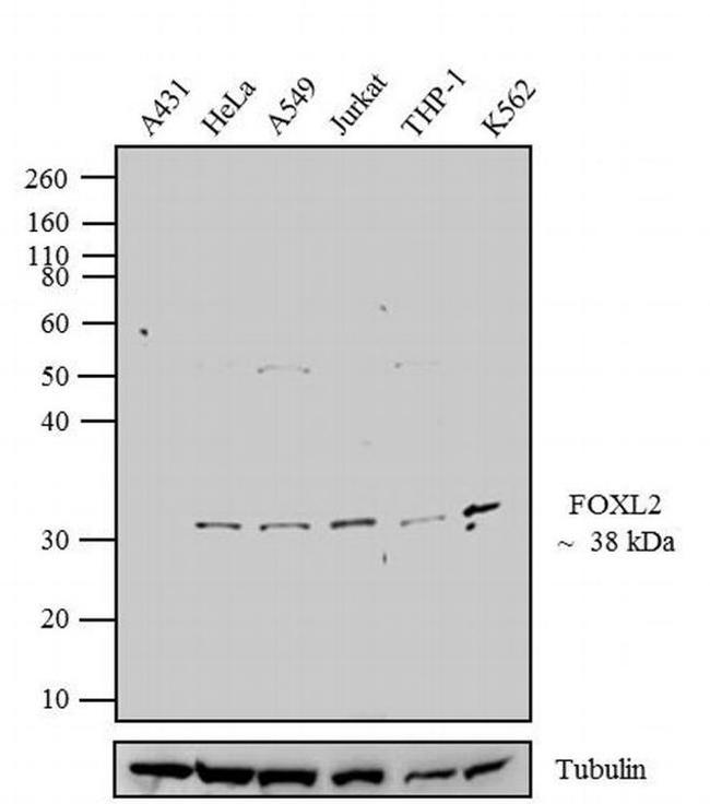 FOXL2 Polyclonal Antibody (PA1-802)