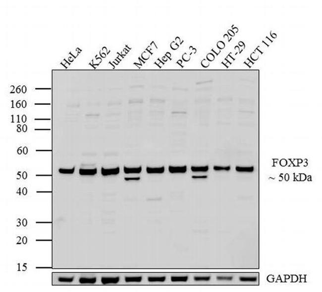 FOXP3 Antibody (PA1-806)