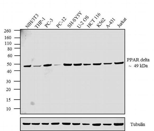 PPAR delta Polyclonal Antibody (PA1-823A)