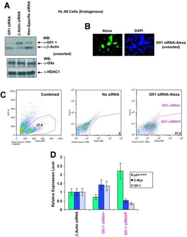 HDAC1 Antibody (PA1-860)