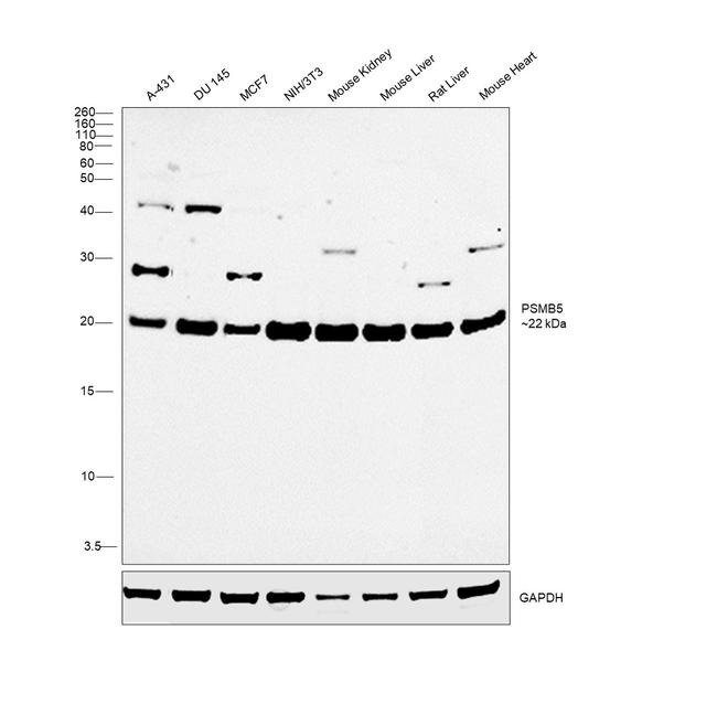 PSMB5 Polyclonal Antibody (PA1-977)