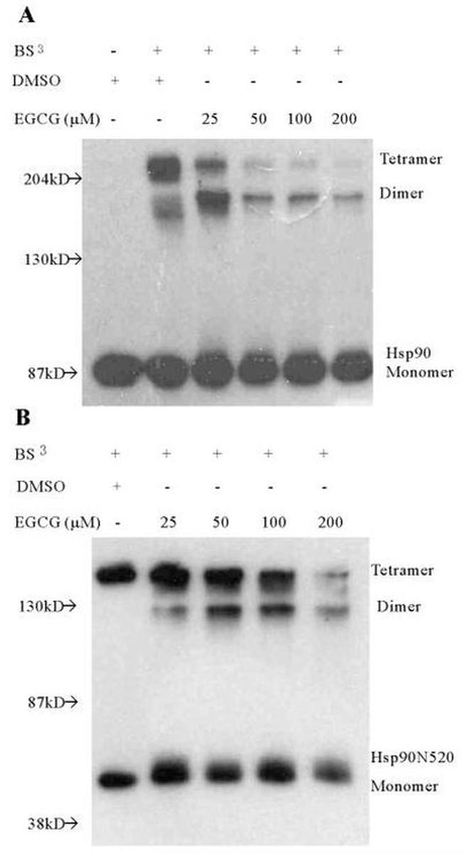 HSP90 alpha Antibody (PA3-013)