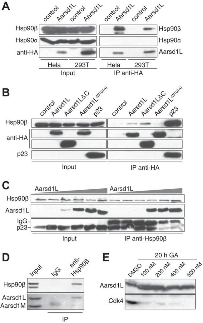 HSP90 alpha Antibody (PA3-013)