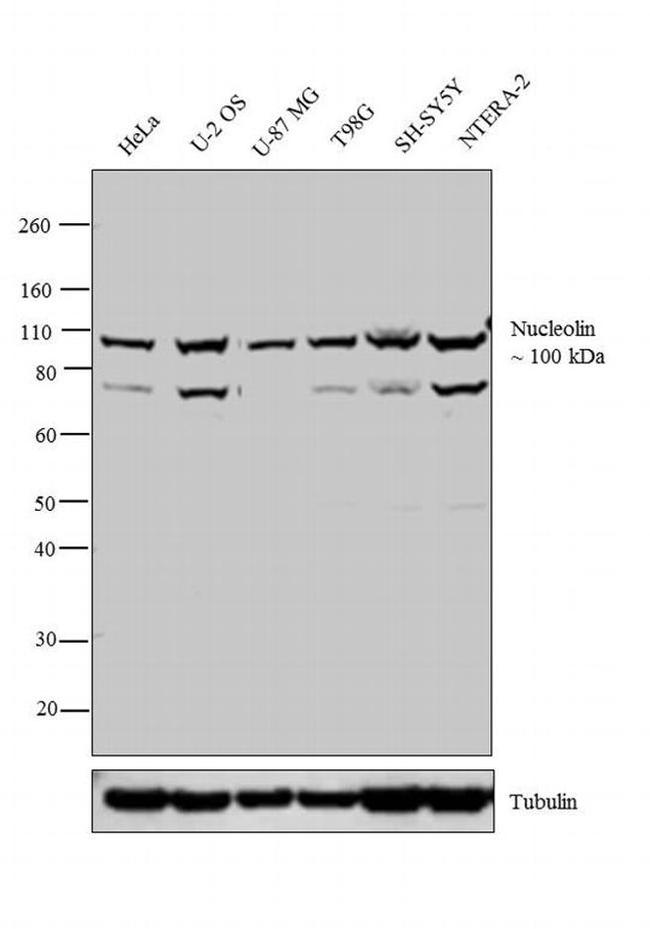 Nucleolin Polyclonal Antibody (PA3-16875)