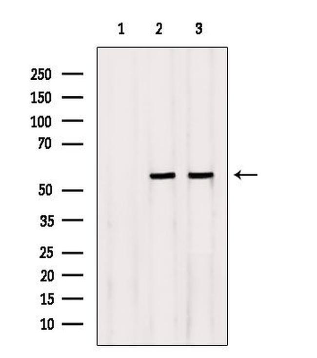 NEU4 Antibody (PA5-100024)