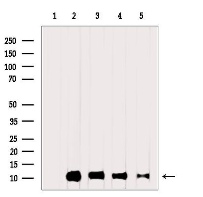 Ubiquitin Antibody (PA5-102555)