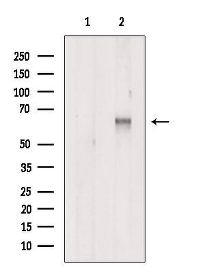 ARL13B Polyclonal Antibody (PA5-104310)