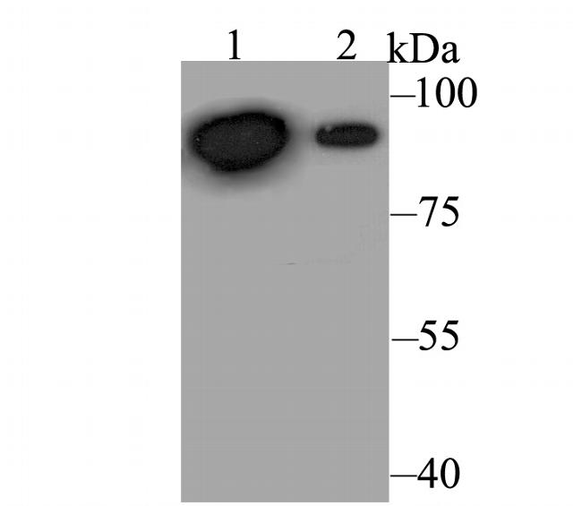 Perforin Polyclonal Antibody (PA5-109315)