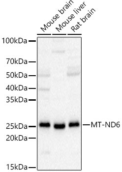 MT-ND6 Polyclonal Antibody (PA5-109993)