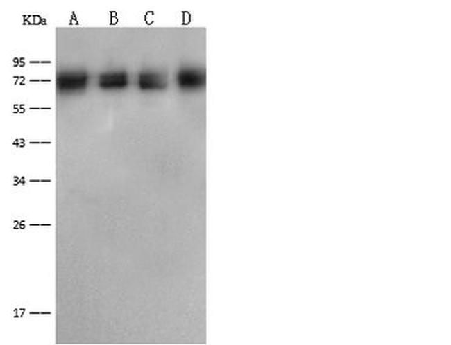 DLAT Antibody (PA5-112114)