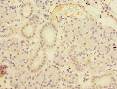 RTP4 Antibody (PA5-113215)