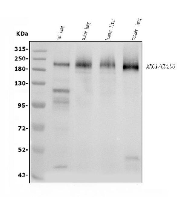 MRC1 Polyclonal Antibody (PA5-114370)