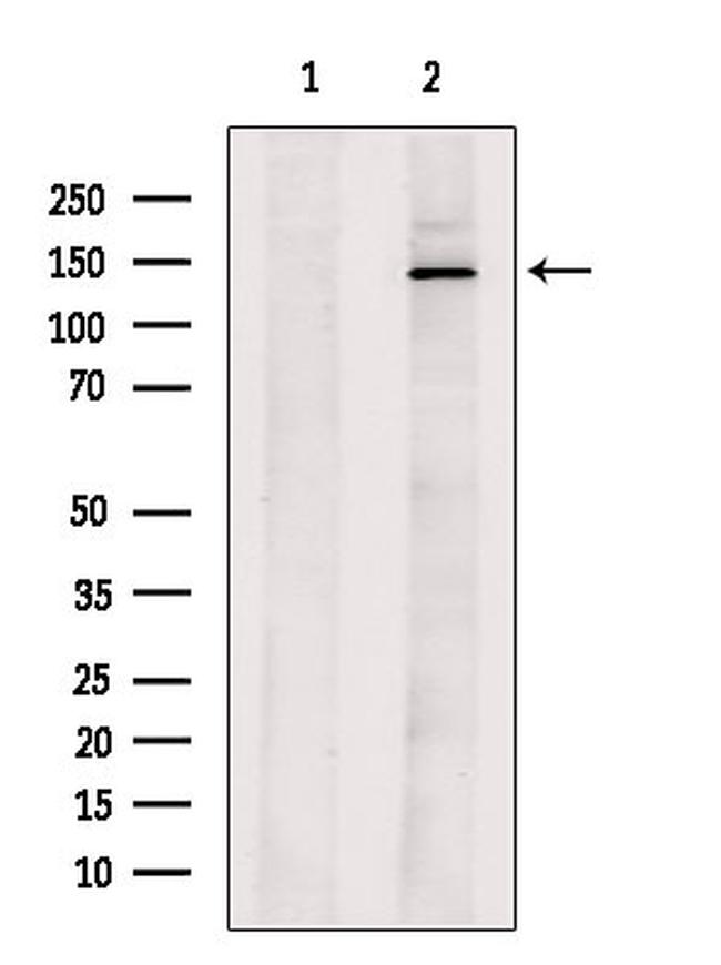 PMCA ATPase Antibody (PA5-114932)