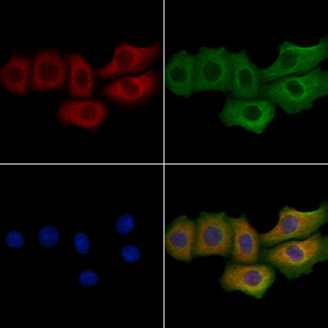MFAP5 Polyclonal Antibody (PA5-115573)