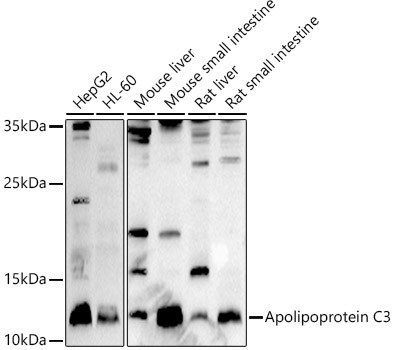 ApoC3 Polyclonal Antibody (PA5-116572)
