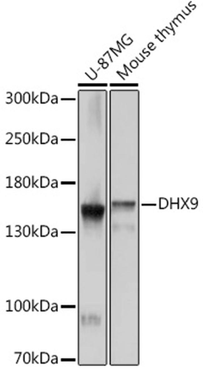 DHX9 Antibody (PA5-116788)