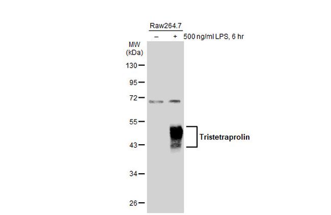 ZFP36 Antibody (PA5-117330)