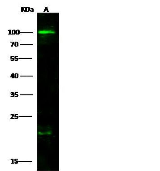 CD86 Antibody (PA5-117853)