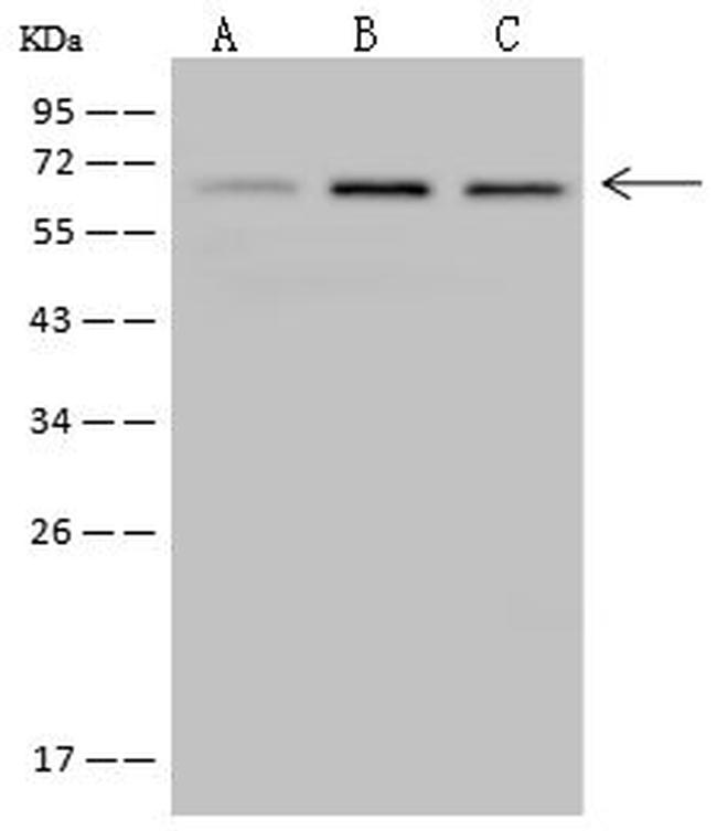 MEF2D Polyclonal Antibody (PA5-118056)