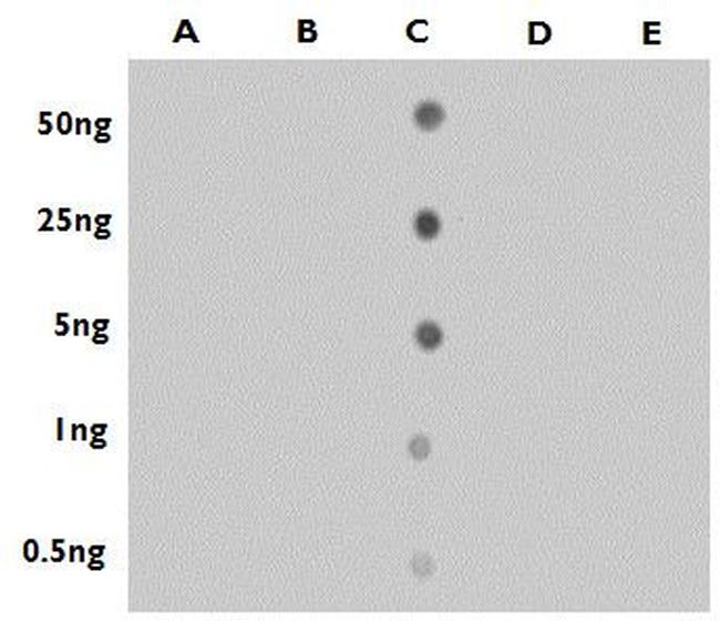 5-Hydroxymethylcytosine (5-hmC) Polyclonal Antibody (PA5-119513)