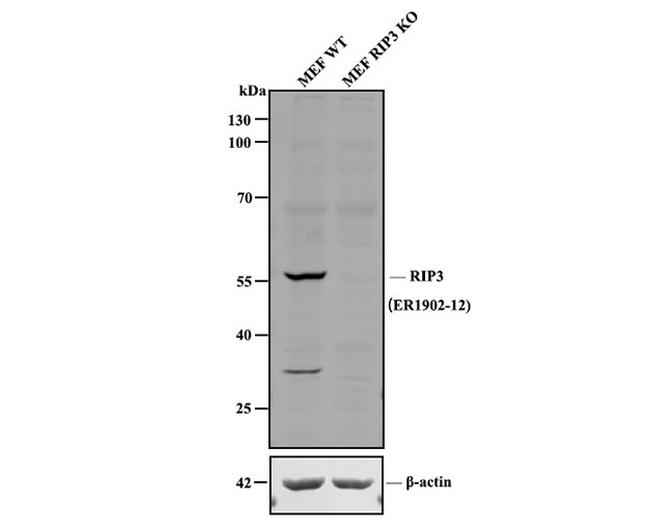 RIP3 Polyclonal Antibody (PA5-119682)