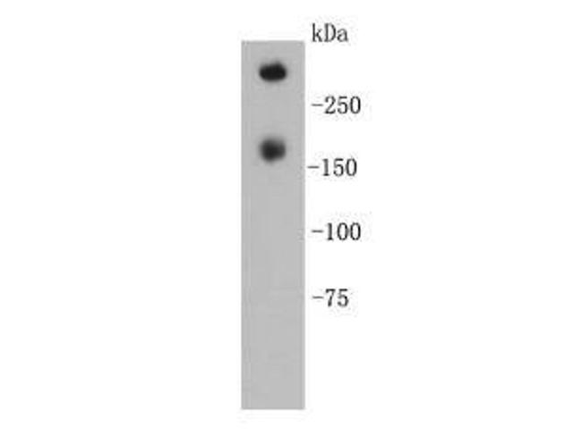 KLH Antibody (PA5-119985)