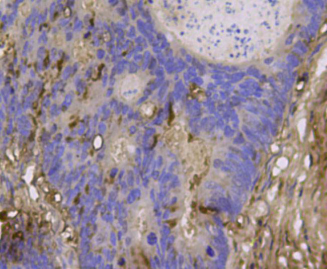 GDF11 Antibody (PA5-120001)