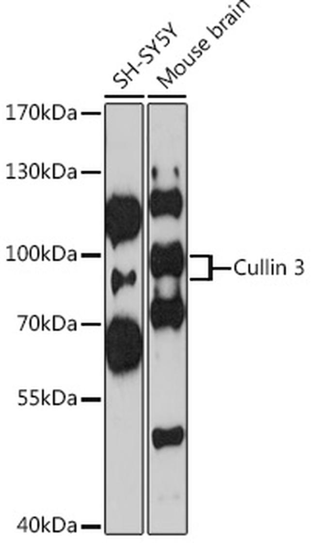 Cullin 3 Antibody (PA5-120103)