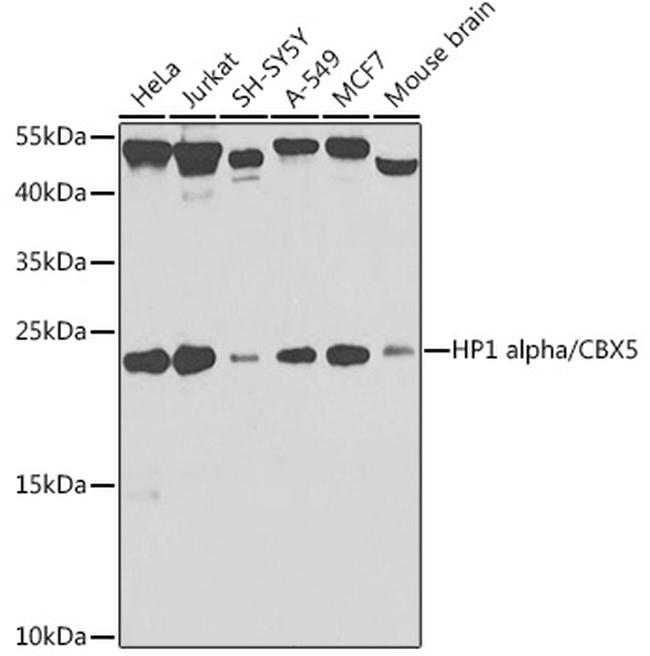 HP1 alpha Antibody (PA5-120178)