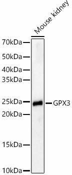 GPX3 Polyclonal Antibody (PA5-120190)