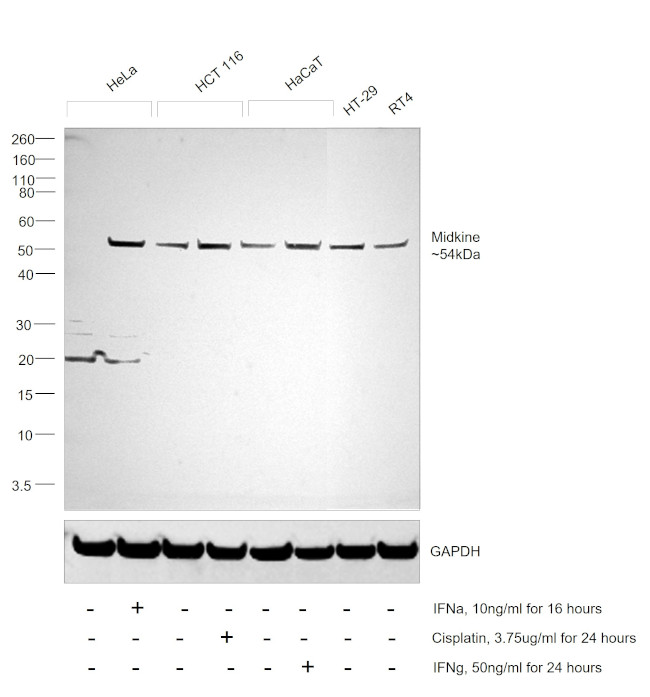 TRIM21 Polyclonal Antibody (PA5-120224)