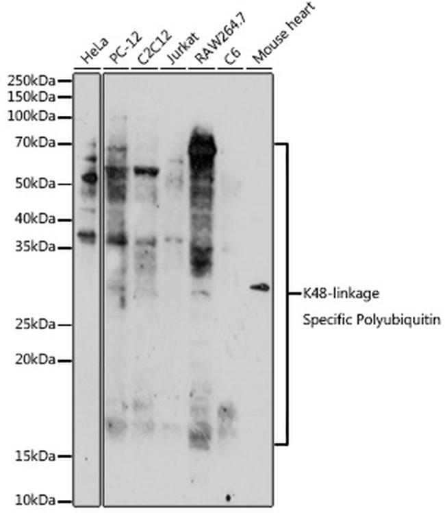 Ub-K48 Antibody (PA5-120616)