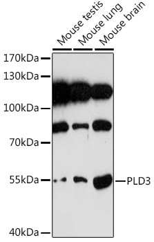 PLD3 Polyclonal Antibody (PA5-120638)