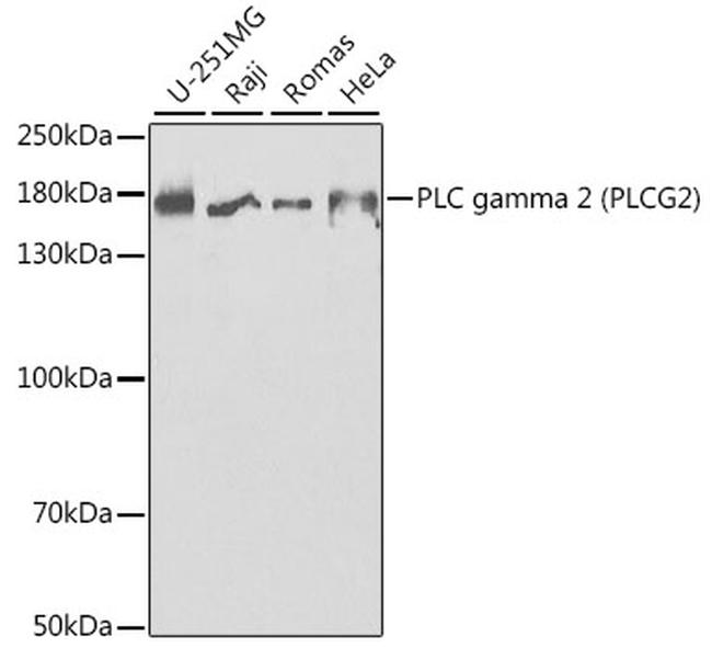 PLCG2 Antibody (PA5-120799)