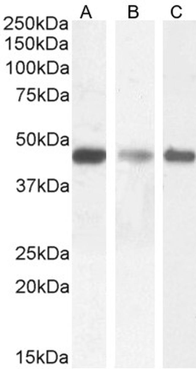 SDF4 Polyclonal Antibody (PA5-142688)