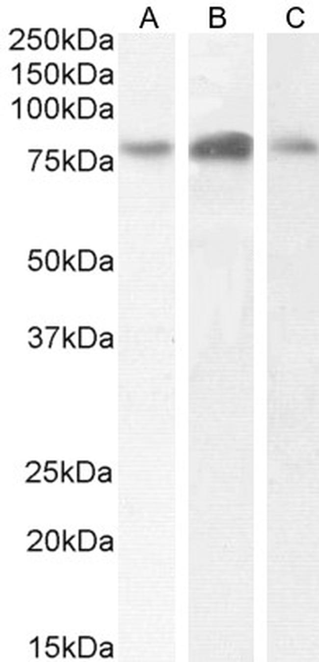 TBK1 Polyclonal Antibody (PA5-142790)