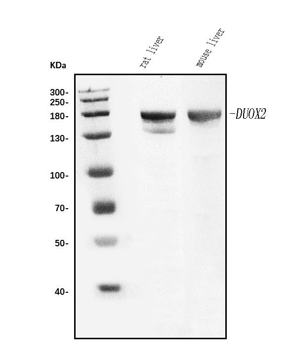 DUOX2 Polyclonal Antibody (PA5-143875)