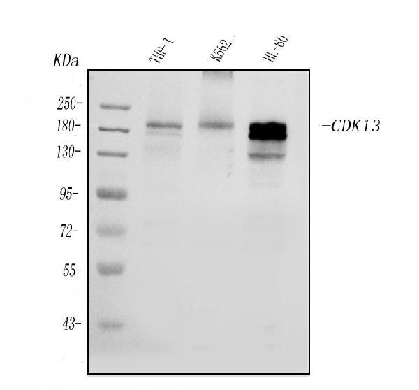 CDK13 Polyclonal Antibody (PA5-143937)