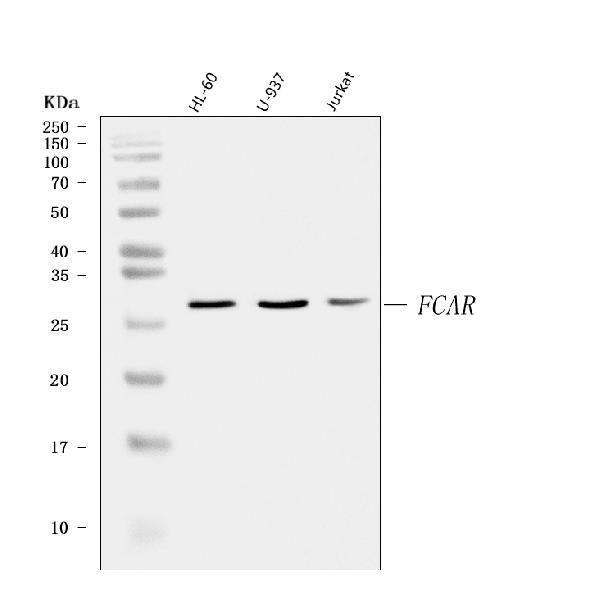 CD89 Polyclonal Antibody (PA5-143971)