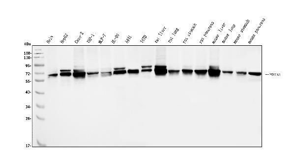 PDIR Polyclonal Antibody (PA5-144006)