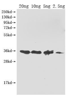 E. coli O157:H7 ompA Polyclonal Antibody (PA5-144390)