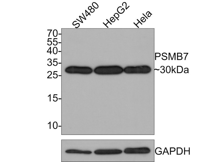 PSMB7 Polyclonal Antibody (PA5-144633)