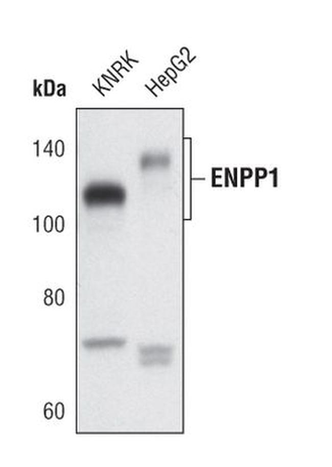 ENPP1 Polyclonal Antibody (PA5-17097)