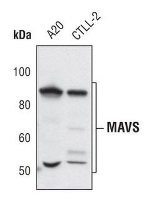 MAVS Polyclonal Antibody (PA5-17271)