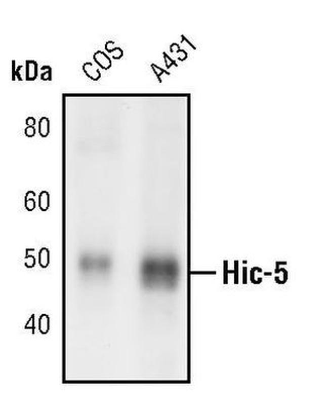 HIC5 Polyclonal Antibody (PA5-17540)