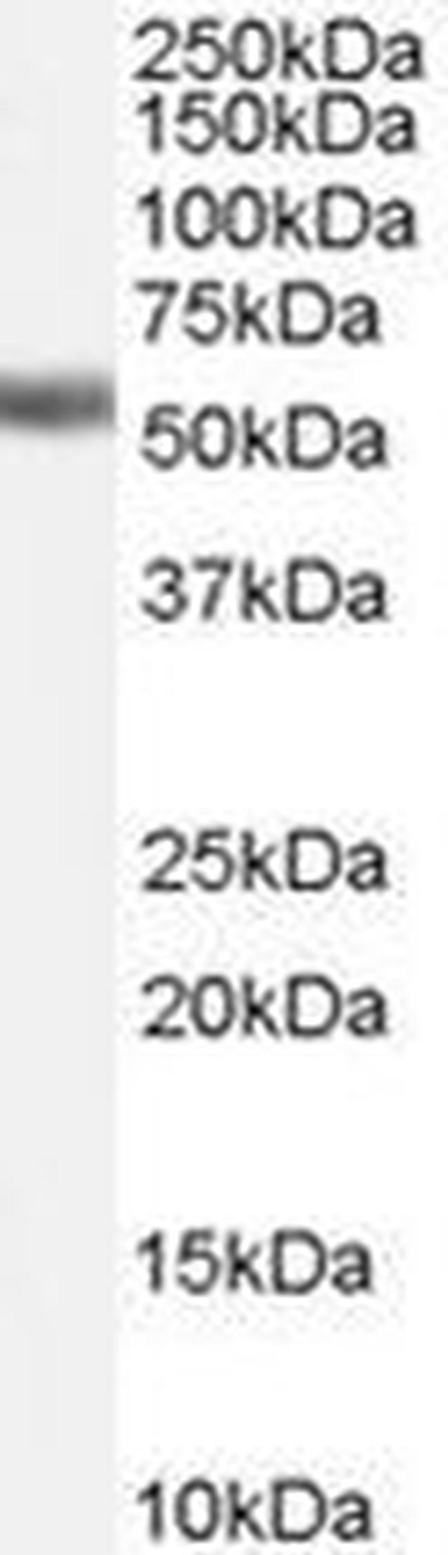 FXR Polyclonal Antibody (PA5-18620)