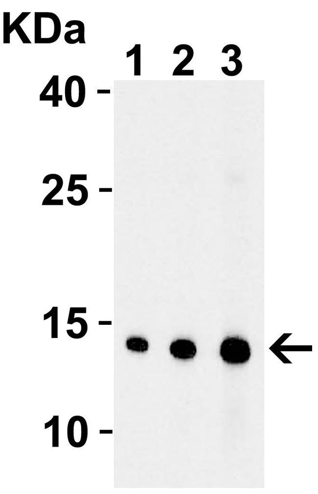 ENDOG Antibody (PA5-20004)